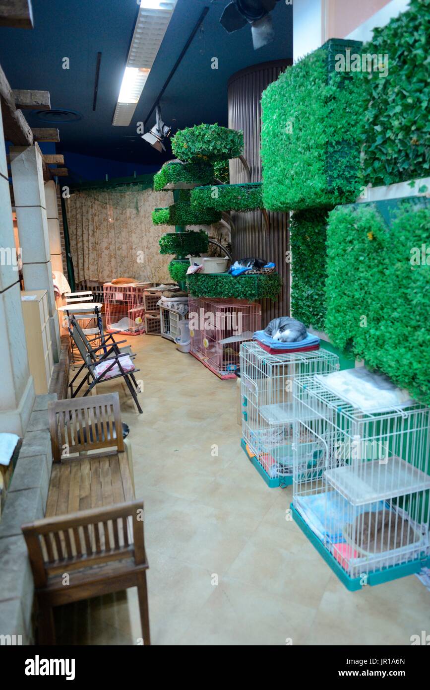Neko cafe, Odaibe, Tokyo, Japan Stock Photo - Alamy