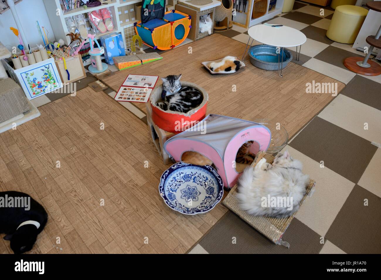 Neko cafe, Ueno, Tokyo, Japan Stock Photo - Alamy