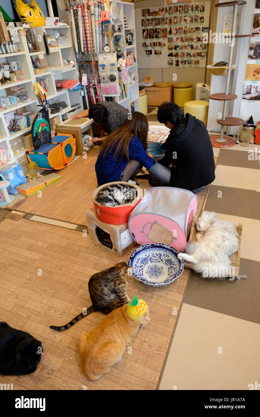 Neko cafe, Ueno, Tokyo, Japan Stock Photo - Alamy