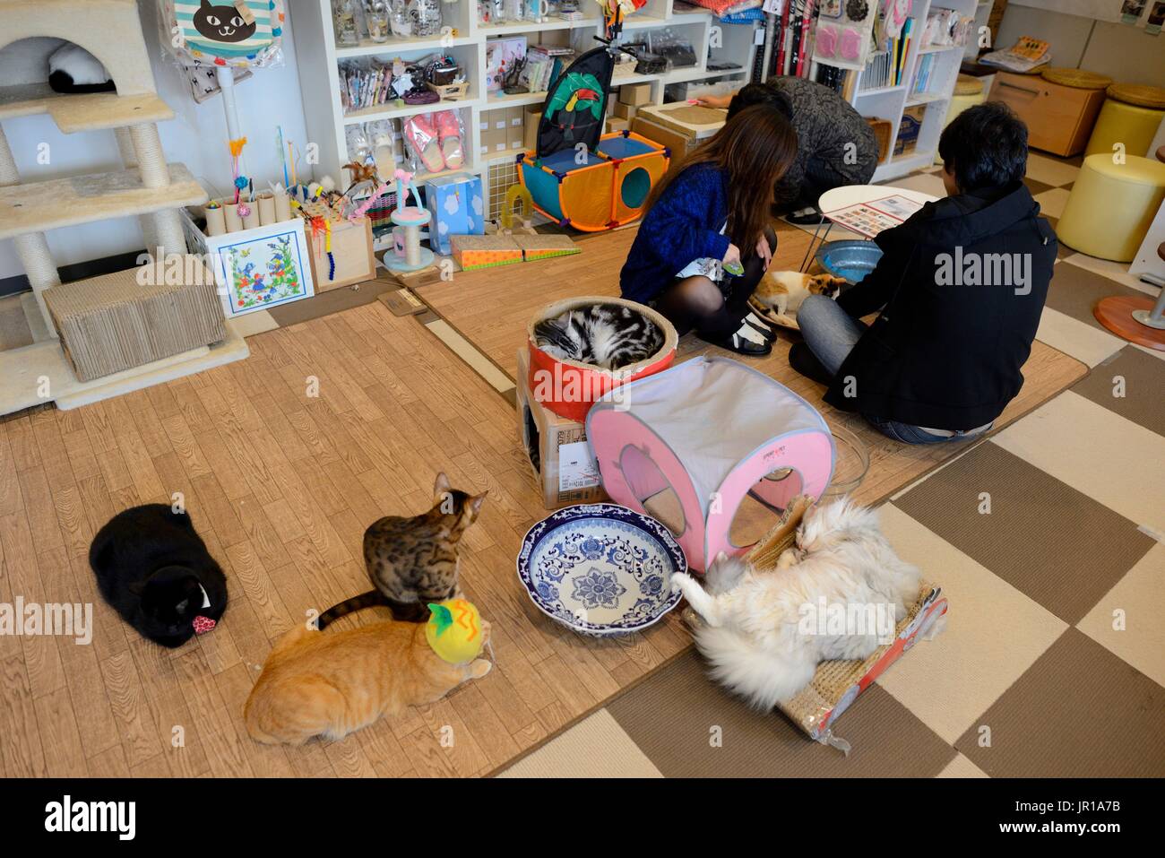 Neko cafe, Ueno, Tokyo, Japan Stock Photo - Alamy