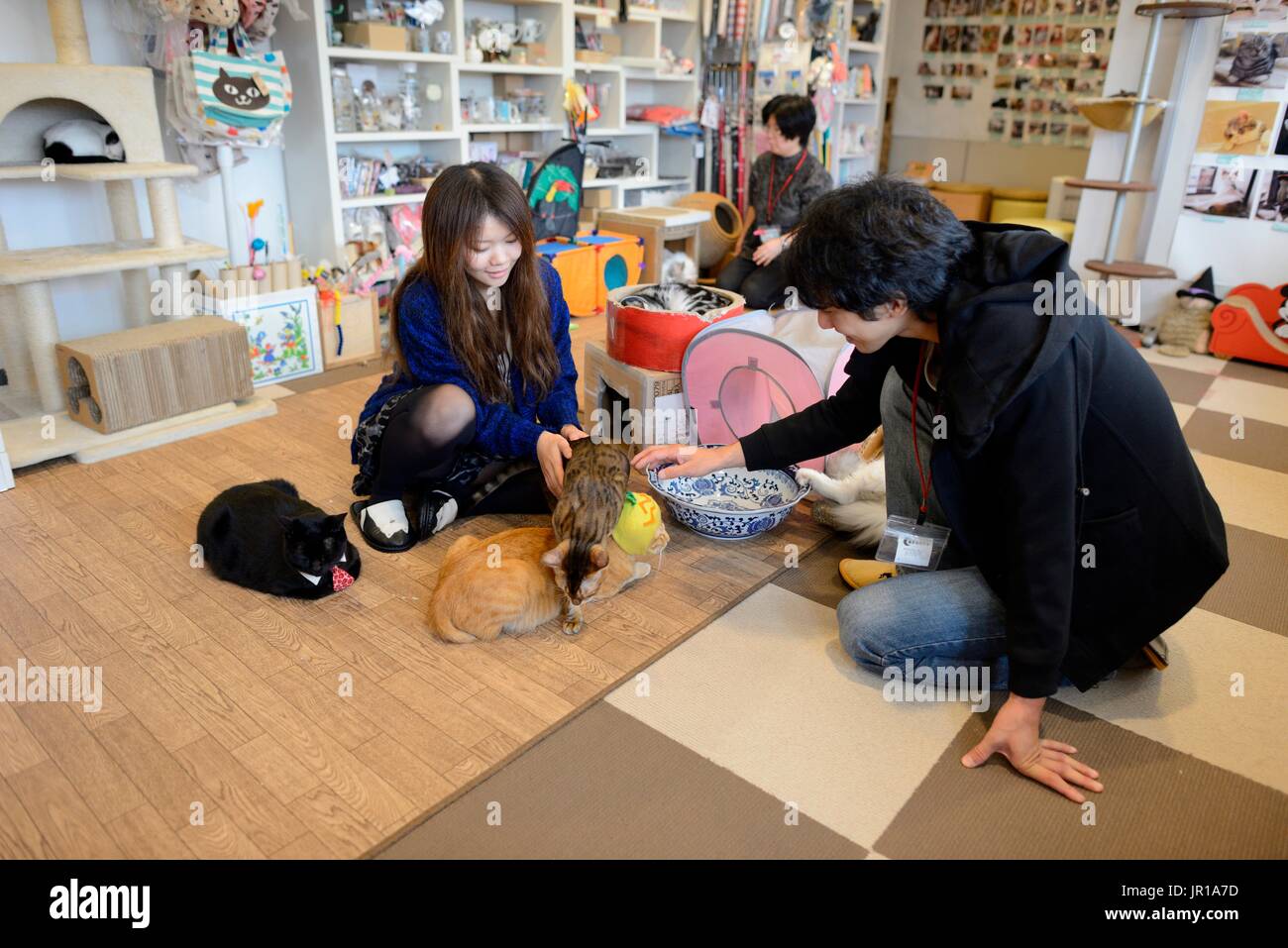Neko cafe, Ueno, Tokyo, Japan Stock Photo - Alamy