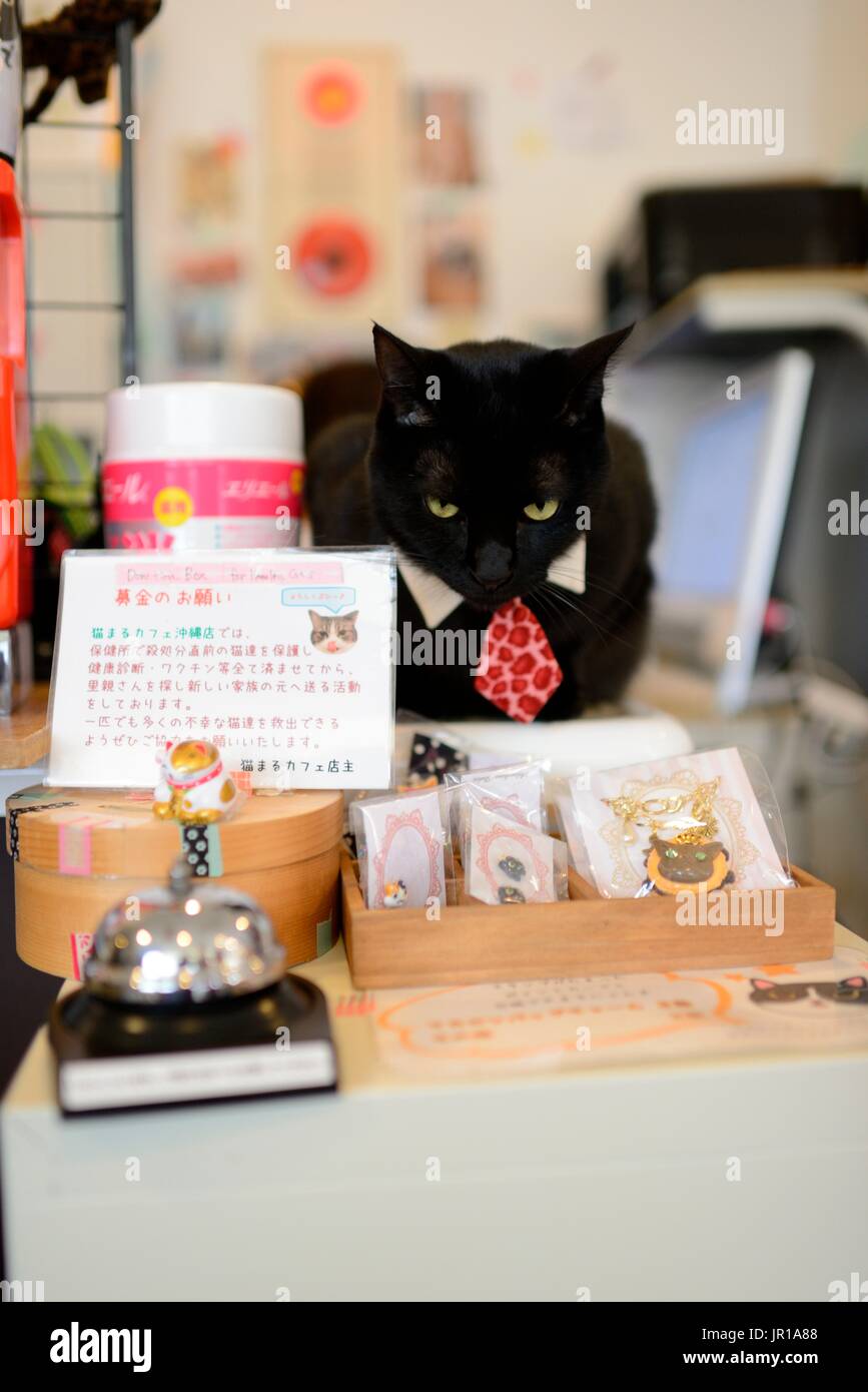 Neko cafe, Ueno, Tokyo, Japan Stock Photo - Alamy