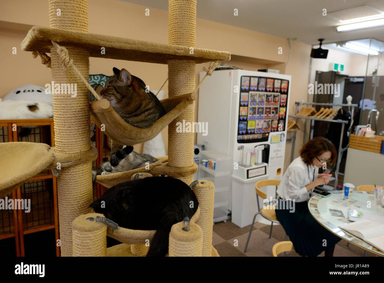 Neko cafe, Ueno, Tokyo, Japan Stock Photo - Alamy