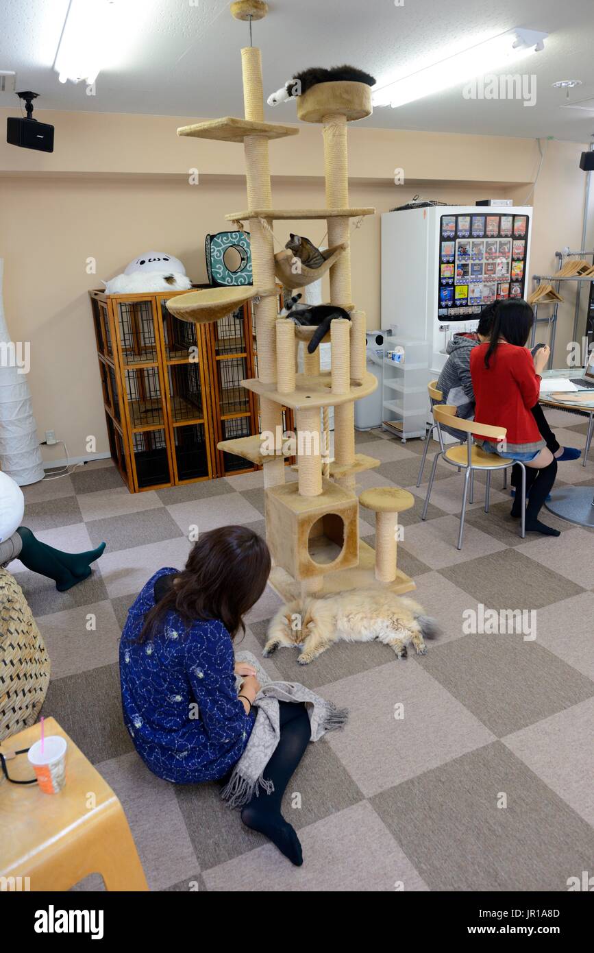 Neko cafe, Ueno, Tokyo, Japan Stock Photo - Alamy