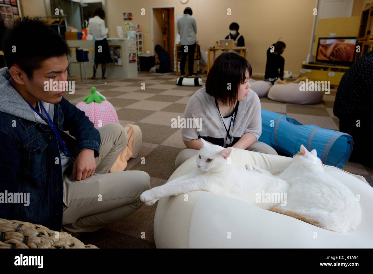 Neko cafe, Ueno, Tokyo, Japan Stock Photo - Alamy