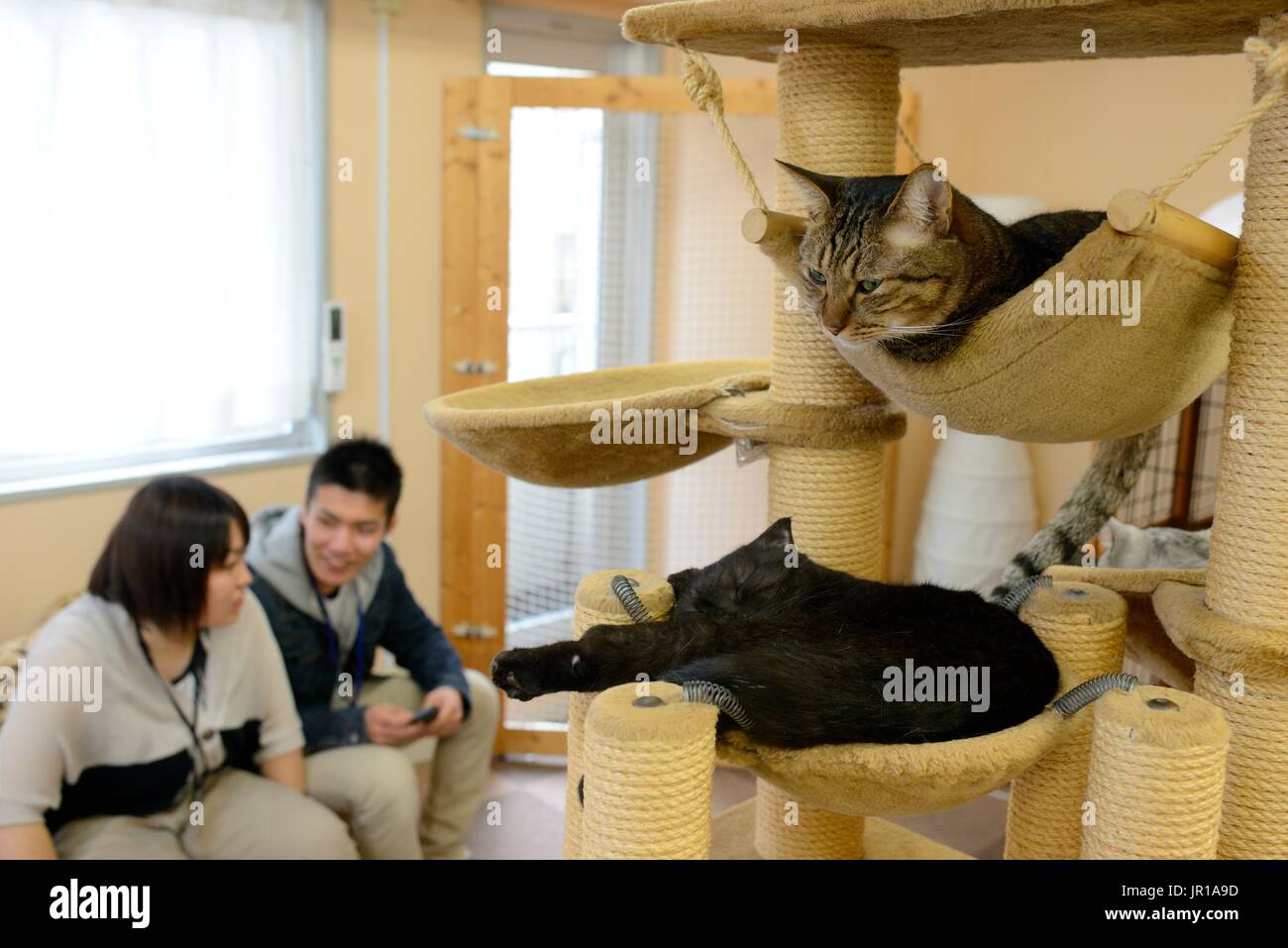 Neko cafe, Ueno, Tokyo, Japan Stock Photo - Alamy