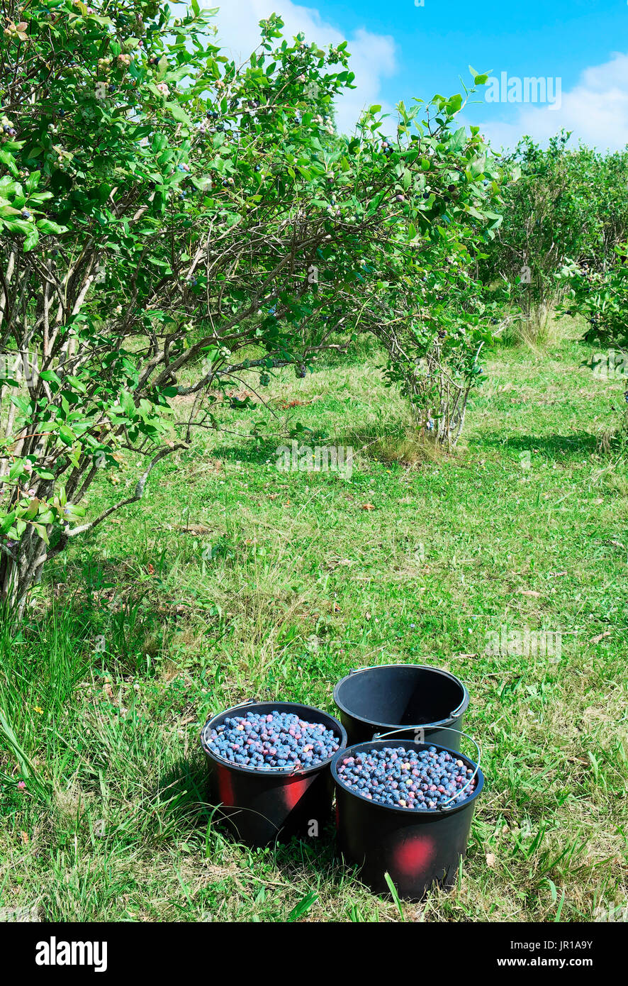 Buckets filled with organic blueberries, Picking done by individuals in ...