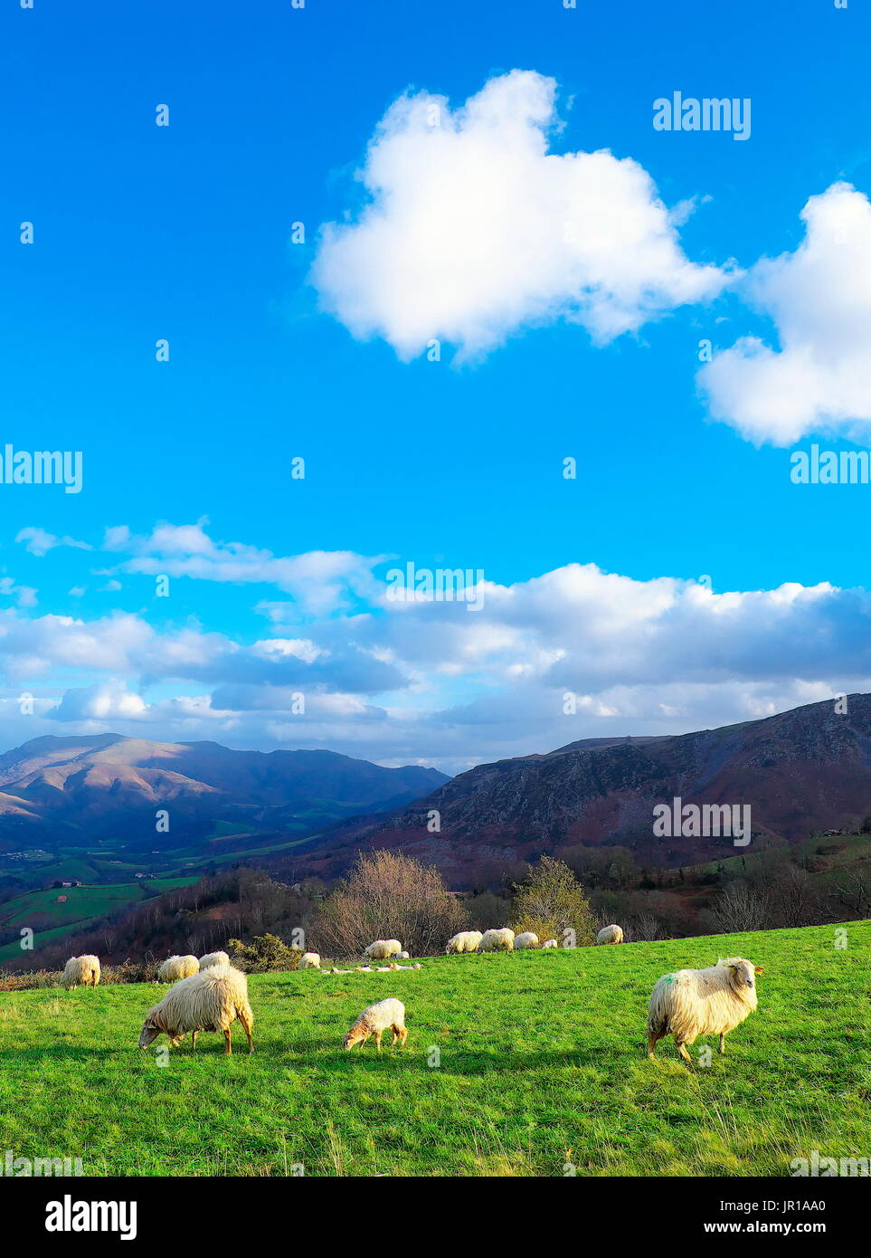 Ewes in grazing zone, Typical Pyrenean landscape of the French Basque ...