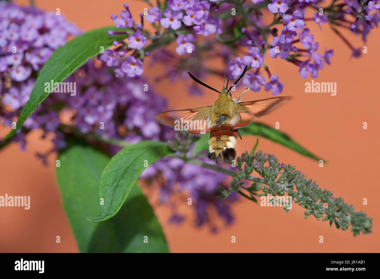 Broad-bordered Bee Hawk-Moth (Hemaris fuciformis) gathering nectar ...