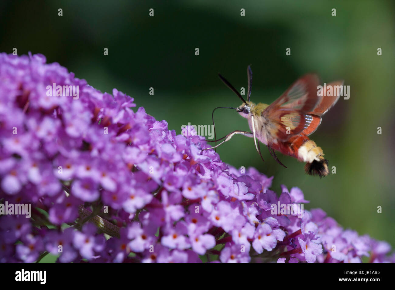 Broad-bordered Bee Hawk-Moth (Hemaris fuciformis) gathering nectar ...