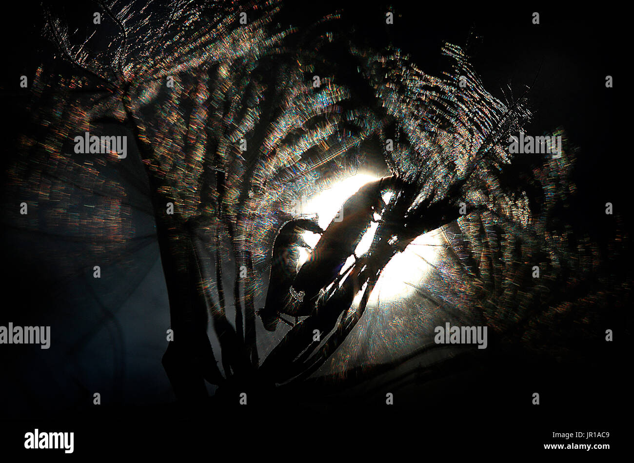 Mating black-tipped soft bugs (Rhagonycha fulva) on an oyster plant ...