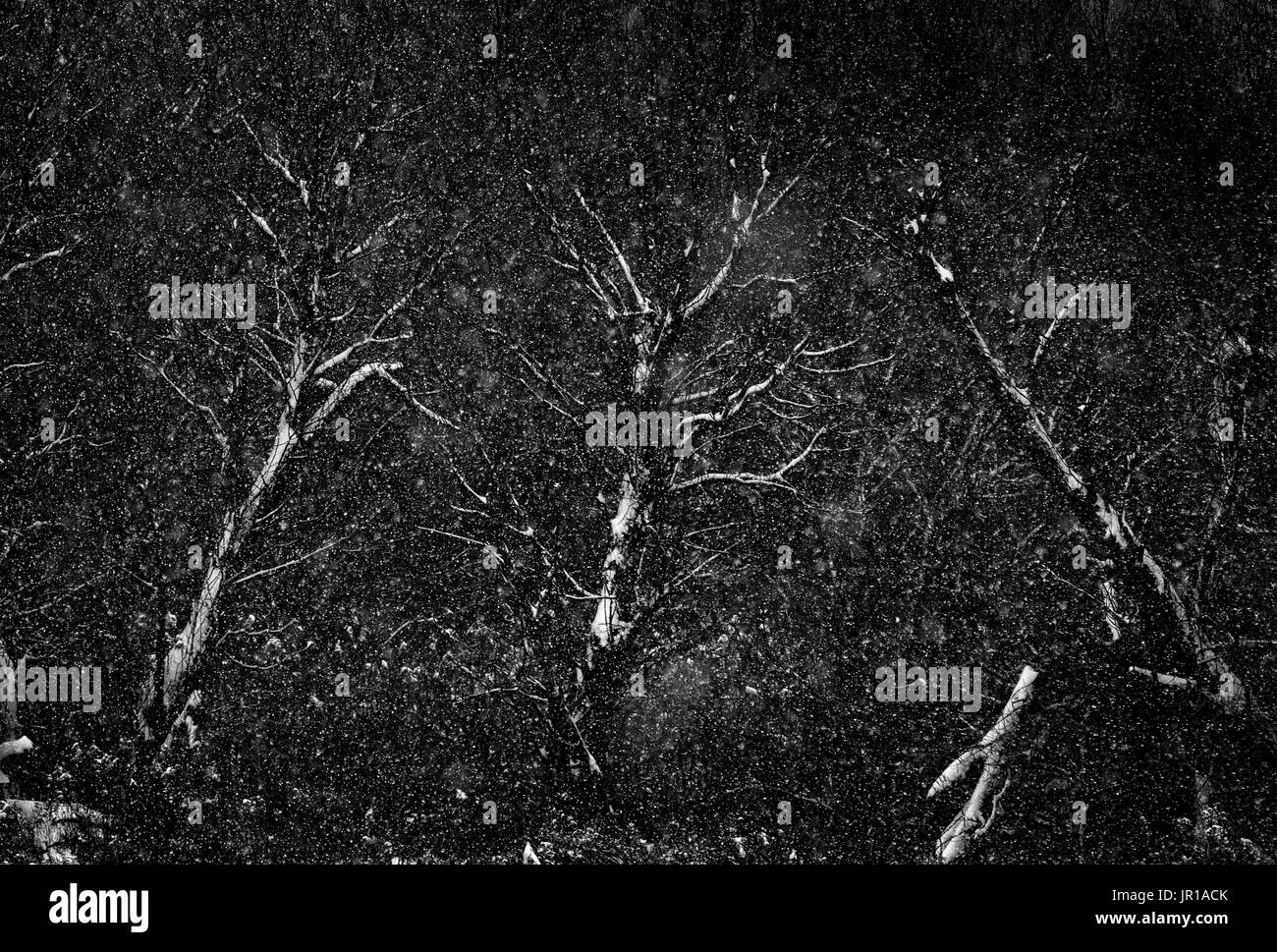 Old willow trees in the January snow Stock Photo - Alamy