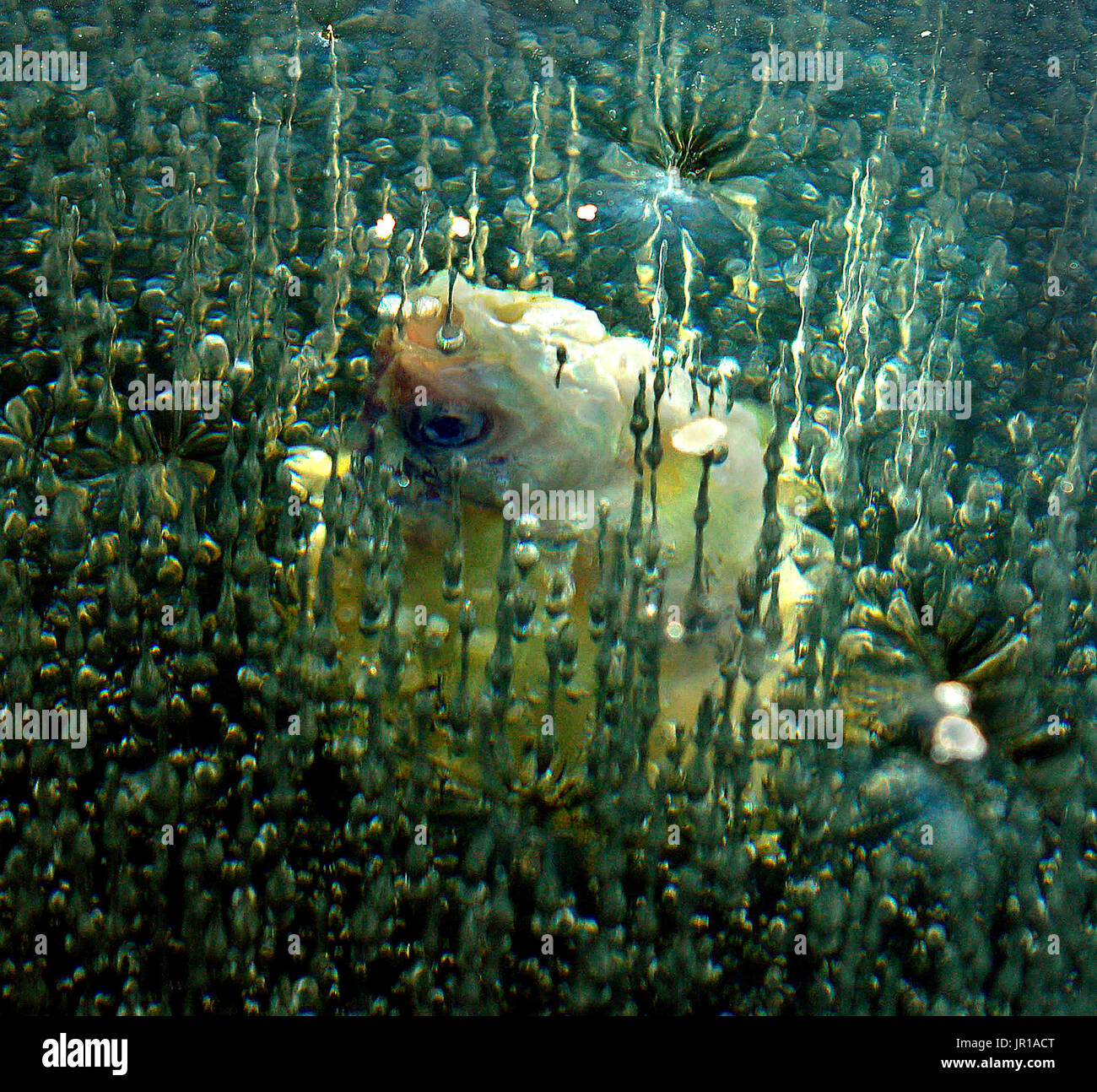 A fish frozen in ice with air bubbles Stock Photo - Alamy
