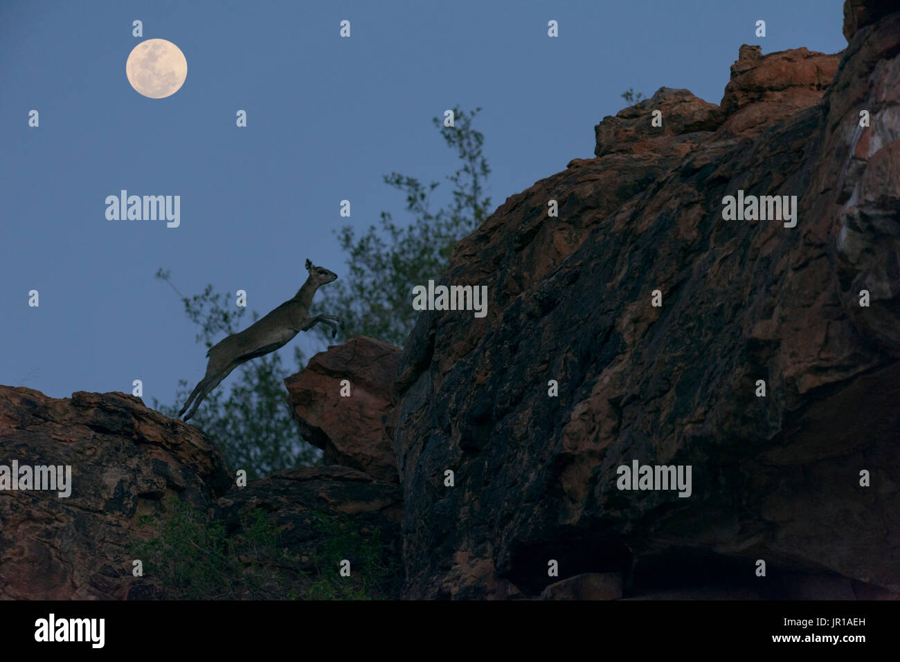 Klipspringer jump hi-res stock photography and images - Alamy