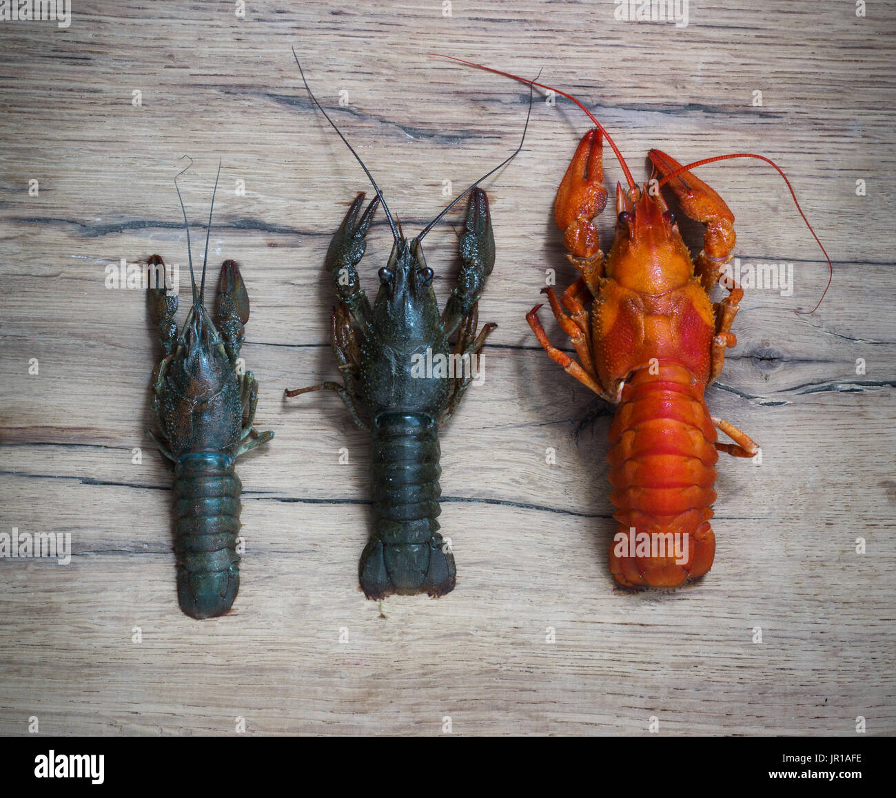 Live crawfish hi-res stock photography and images - Alamy