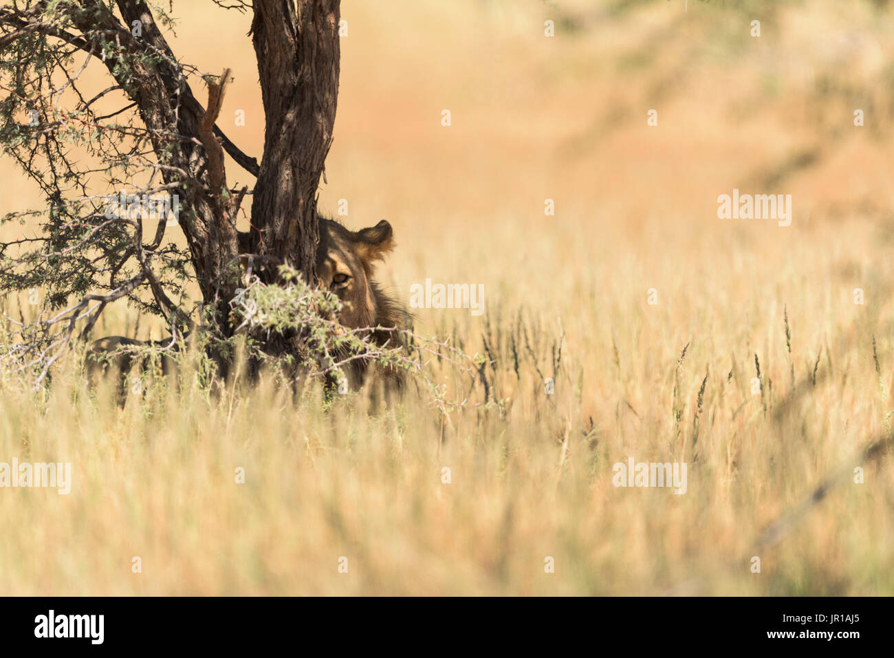 Lion (Panthera leo) young lion behind a tree in the shade, Kgalagadi ...