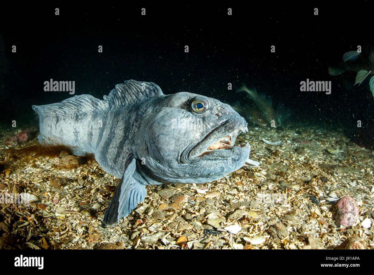 Northern sea wolf hi-res stock photography and images - Alamy