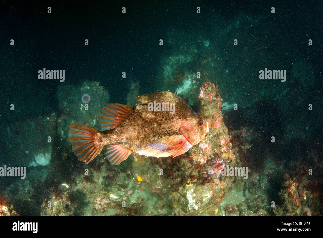 A male Lumpsucker (Cyclopterus lumpus), Little Strýtan dive site ...