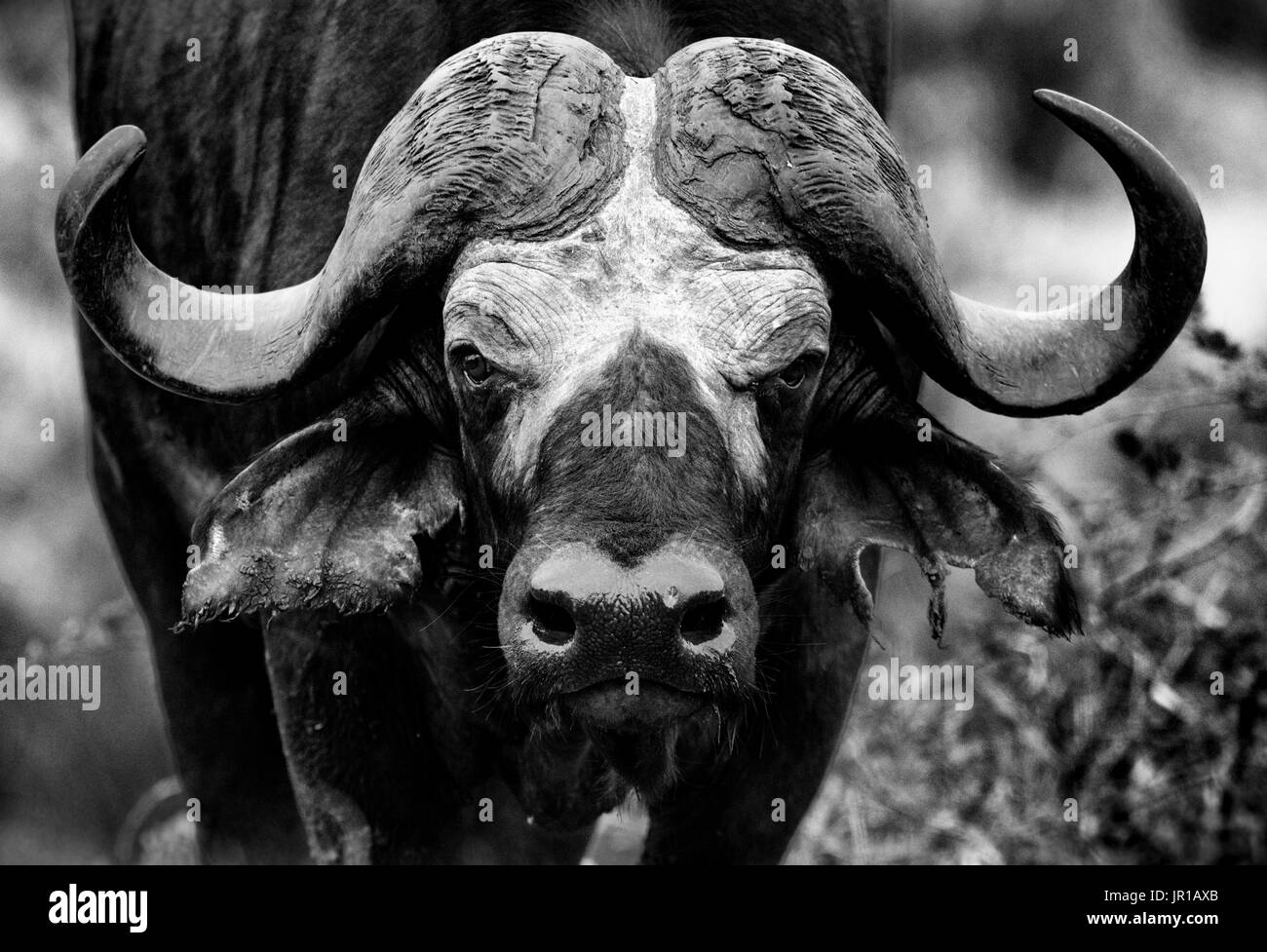 White buffalo Black and White Stock Photos & Images - Alamy