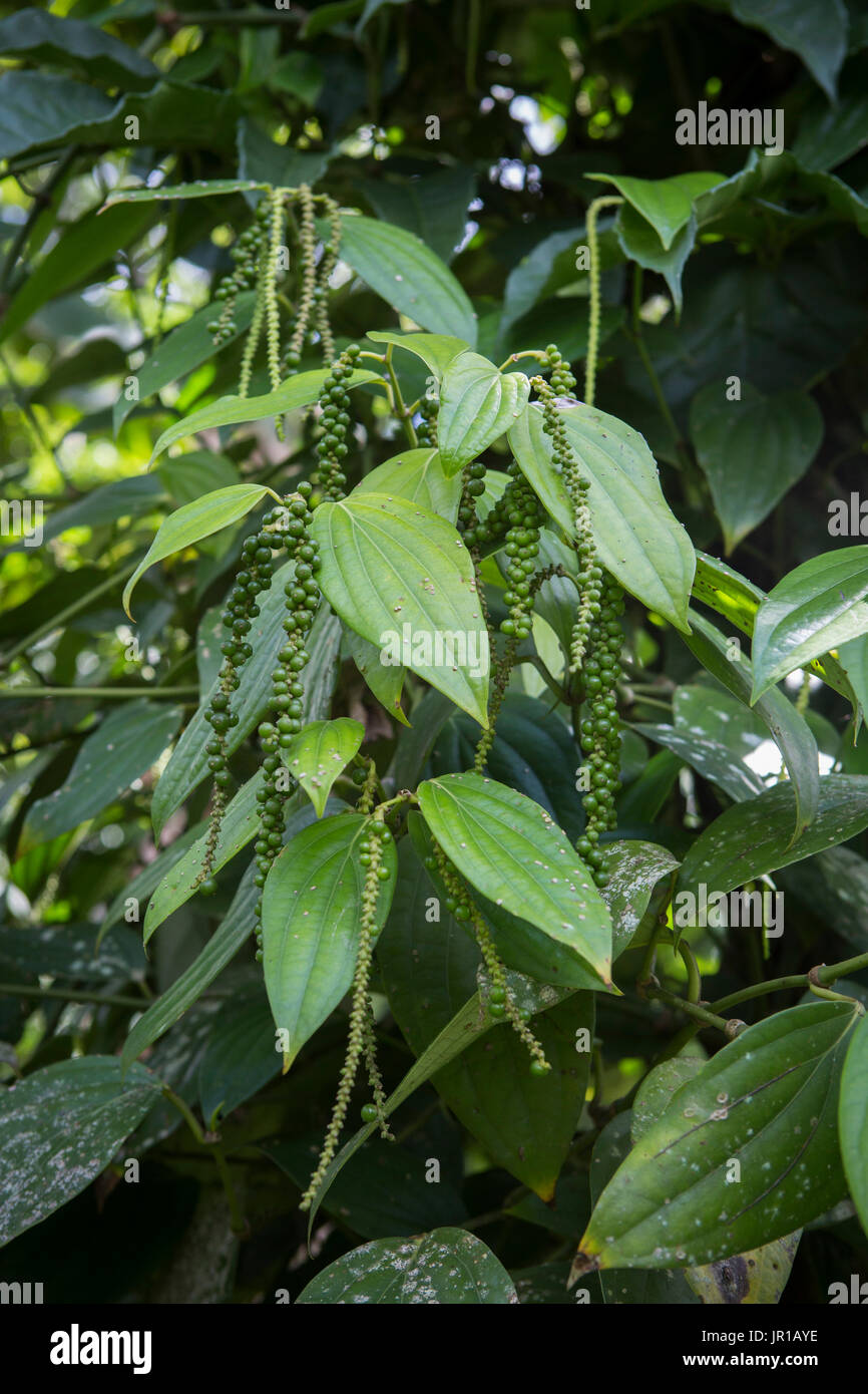 Piper Nigrum Tree High Resolution Stock Photography and Images - Alamy