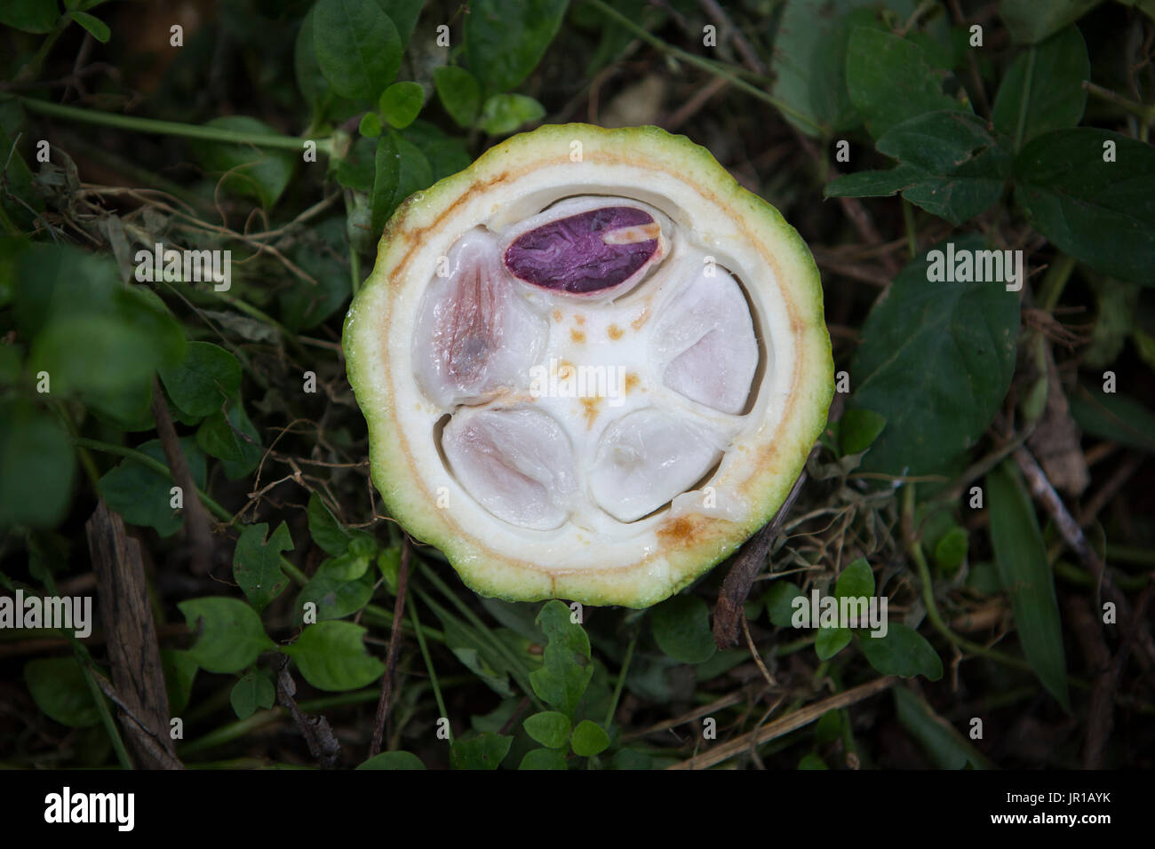 Cocoa Pods Sao Tome High Resolution Stock Photography and Images - Alamy