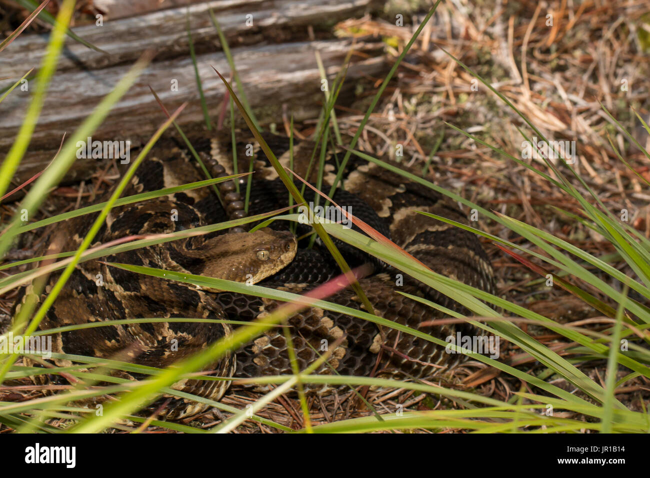Ground rattle snake hi-res stock photography and images - Alamy