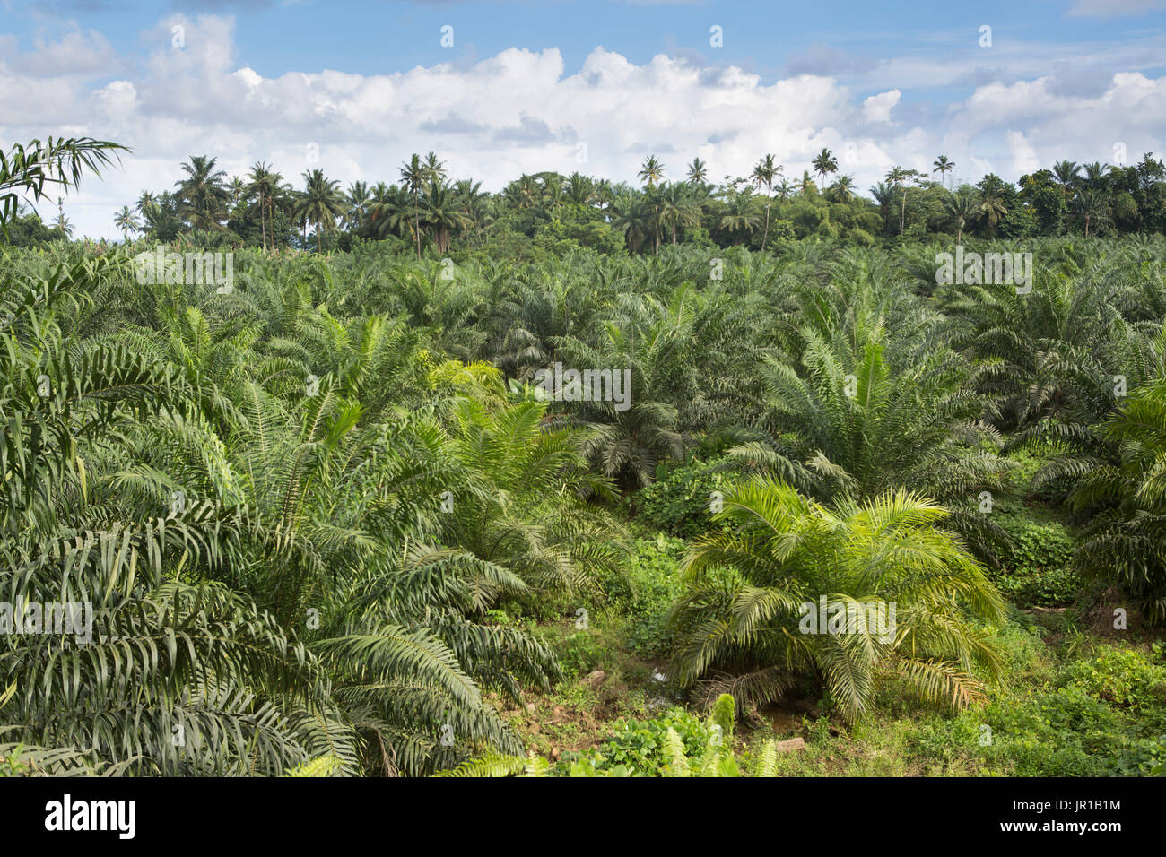 African Oil Palm Trees Elaeis Guineensis High Resolution Stock ...