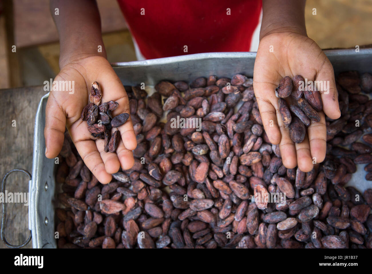 Sorting Cocoa Beans High Resolution Stock Photography and Images - Alamy