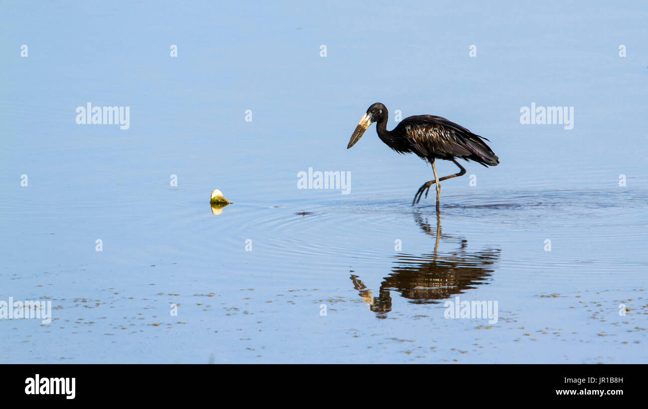 African Openbill (Anastomus lamelligerus) walking in water, Kruger ...