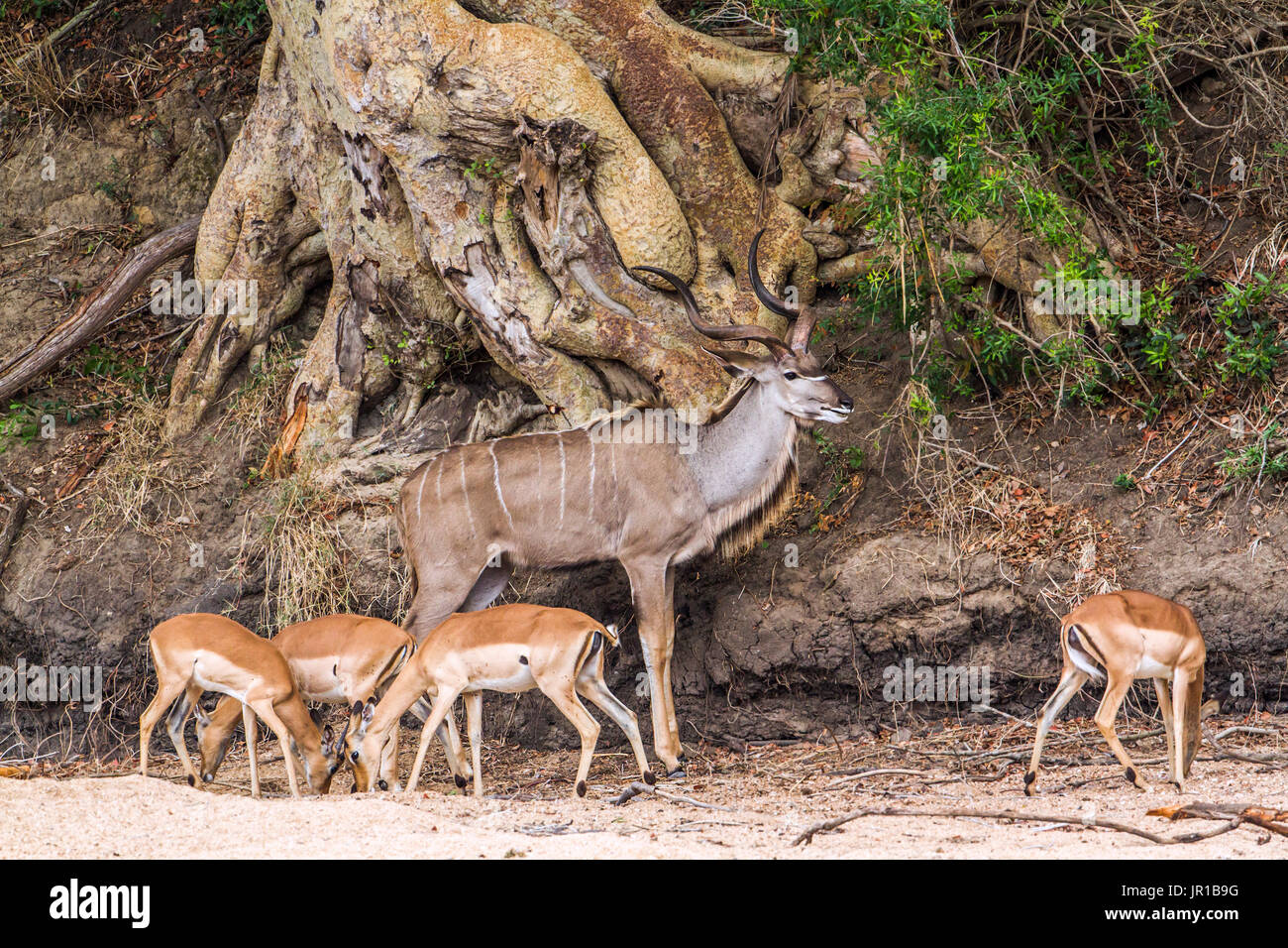 Greater kudu (Tragelaphus strepsiceros) and Impalas (Aepyceros melampus ...
