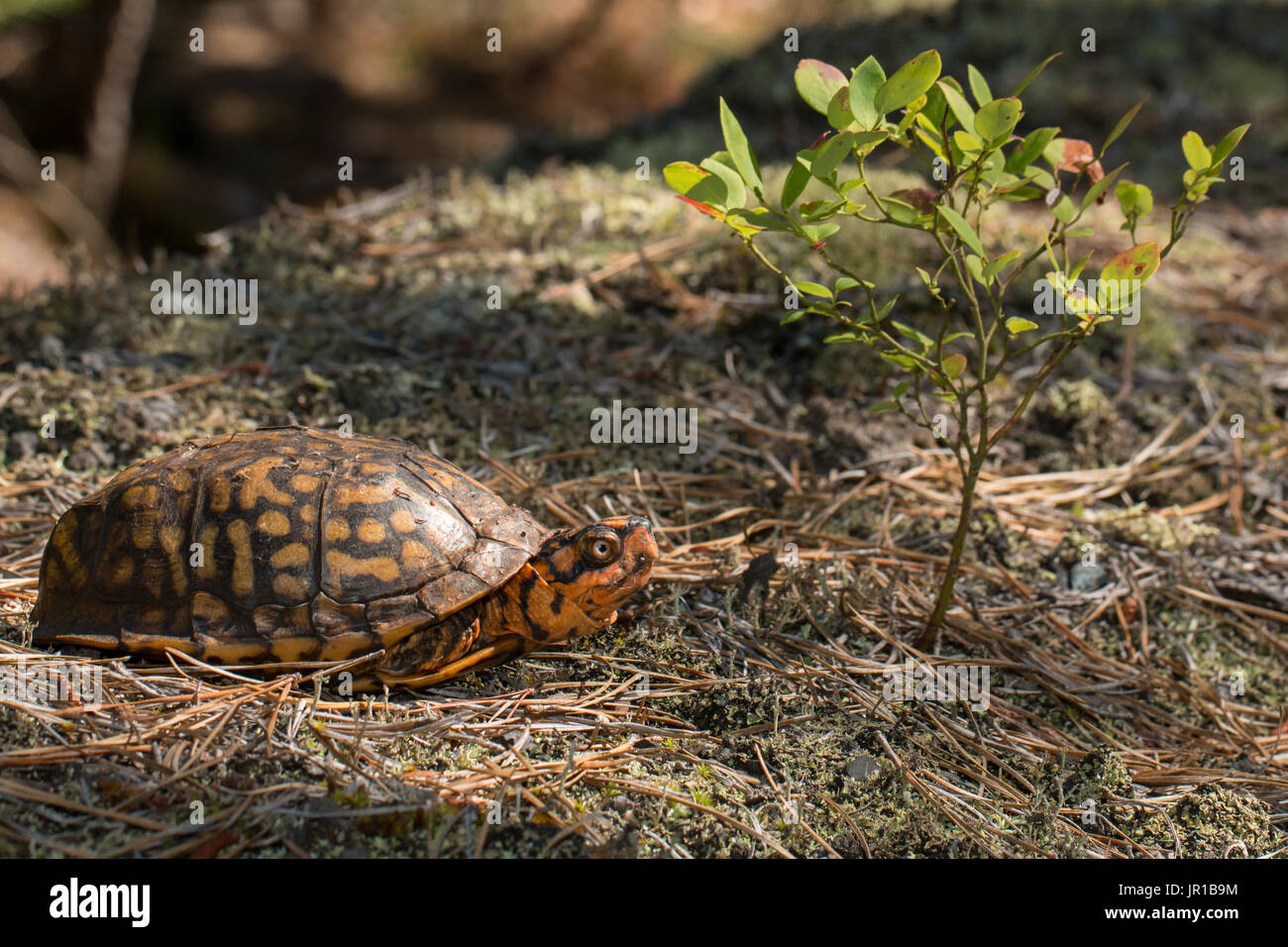 Eastern box turtle shell pattern hi-res stock photography and images ...