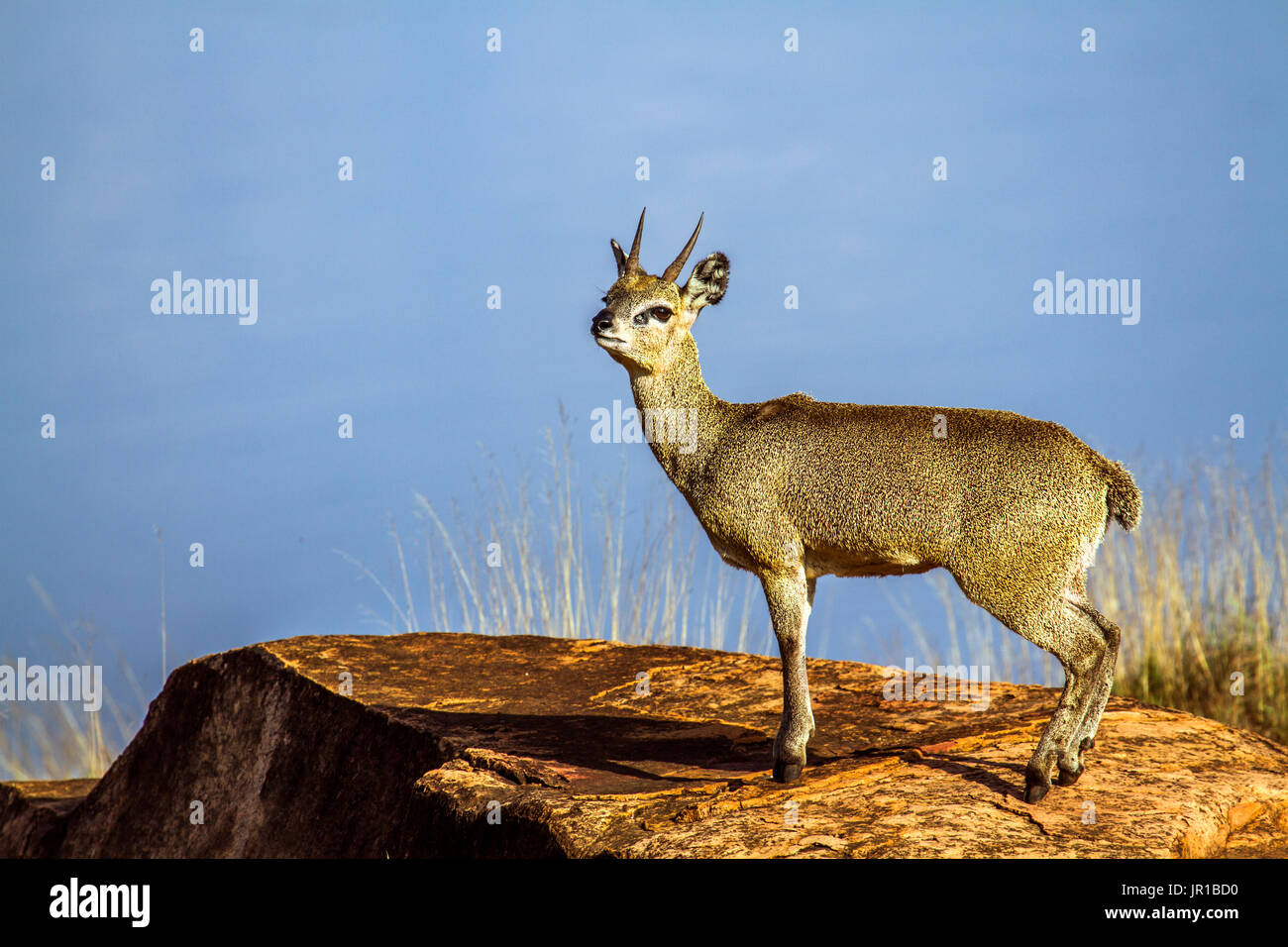 Klipspringer (Oreotragus oreotragus) on rock, Kruger national park ...