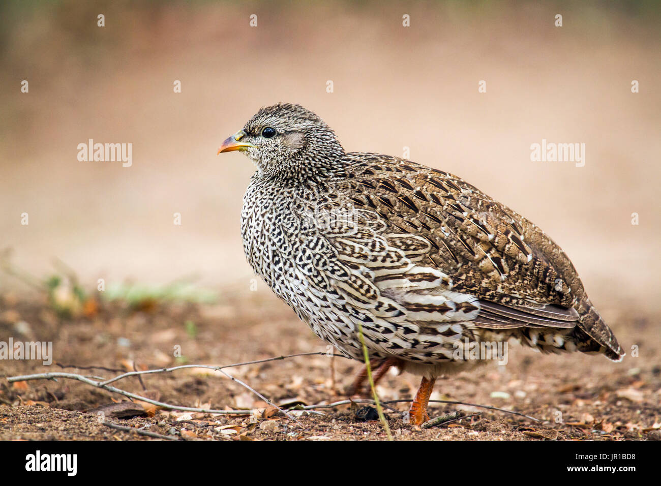 Natal Francolin (Francolinus natalensis)on ground, Kruger national park ...