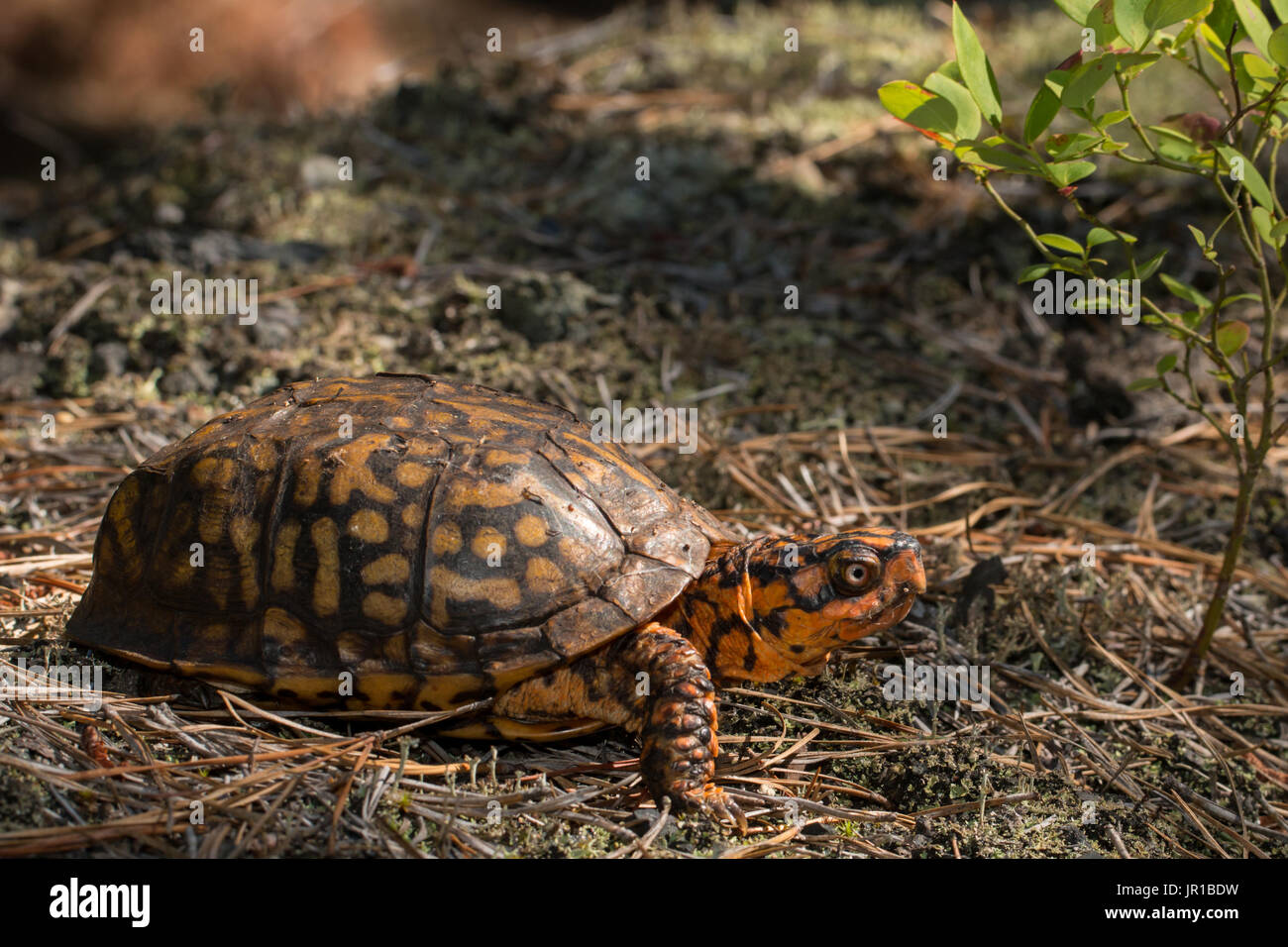 Pine barrens box turtle - Terrapene carolina Stock Photo - Alamy