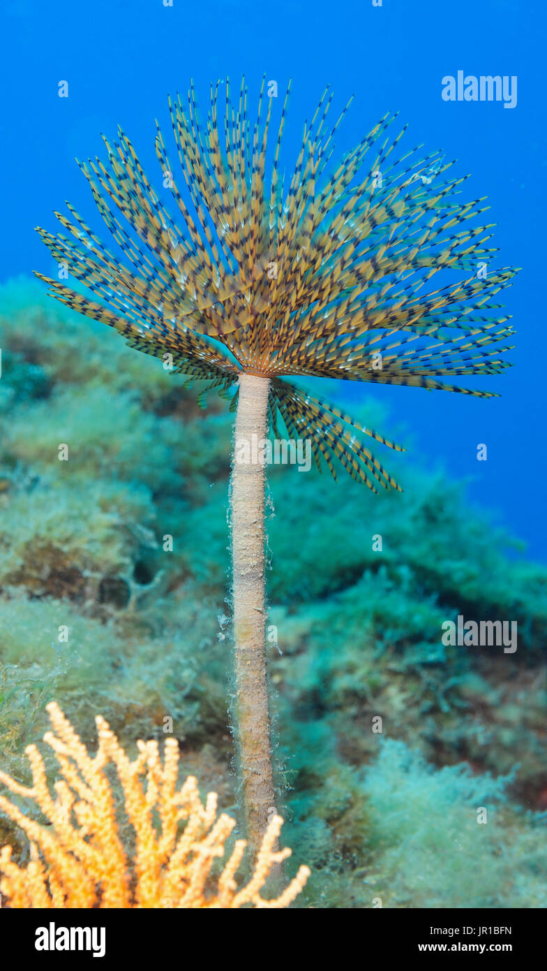 Wreathy-tuft tube worm (Spirographis spallanzani) on reef ...
