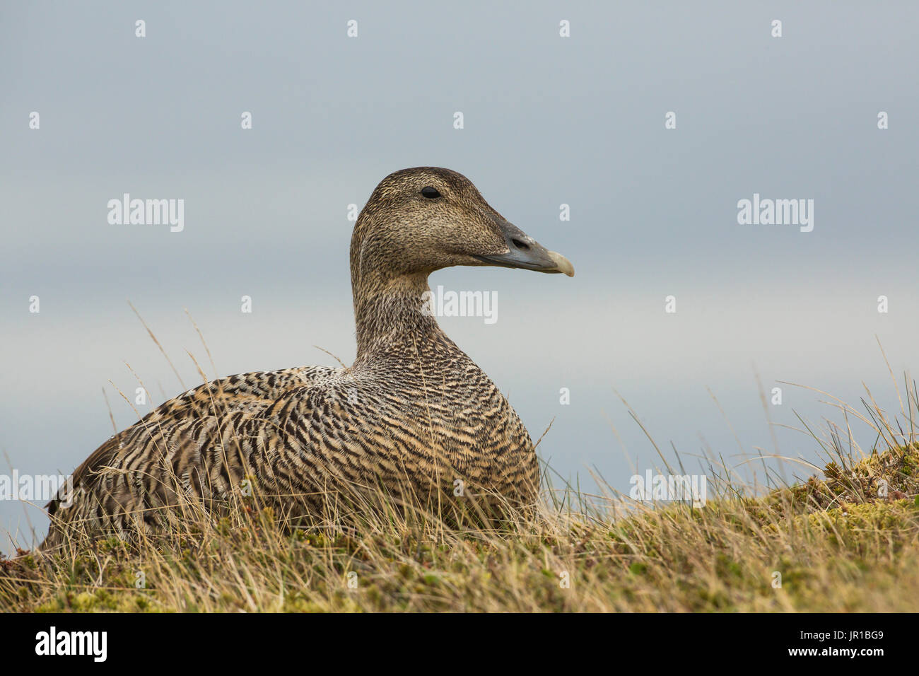 Eider duck nest iceland hi-res stock photography and images - Alamy