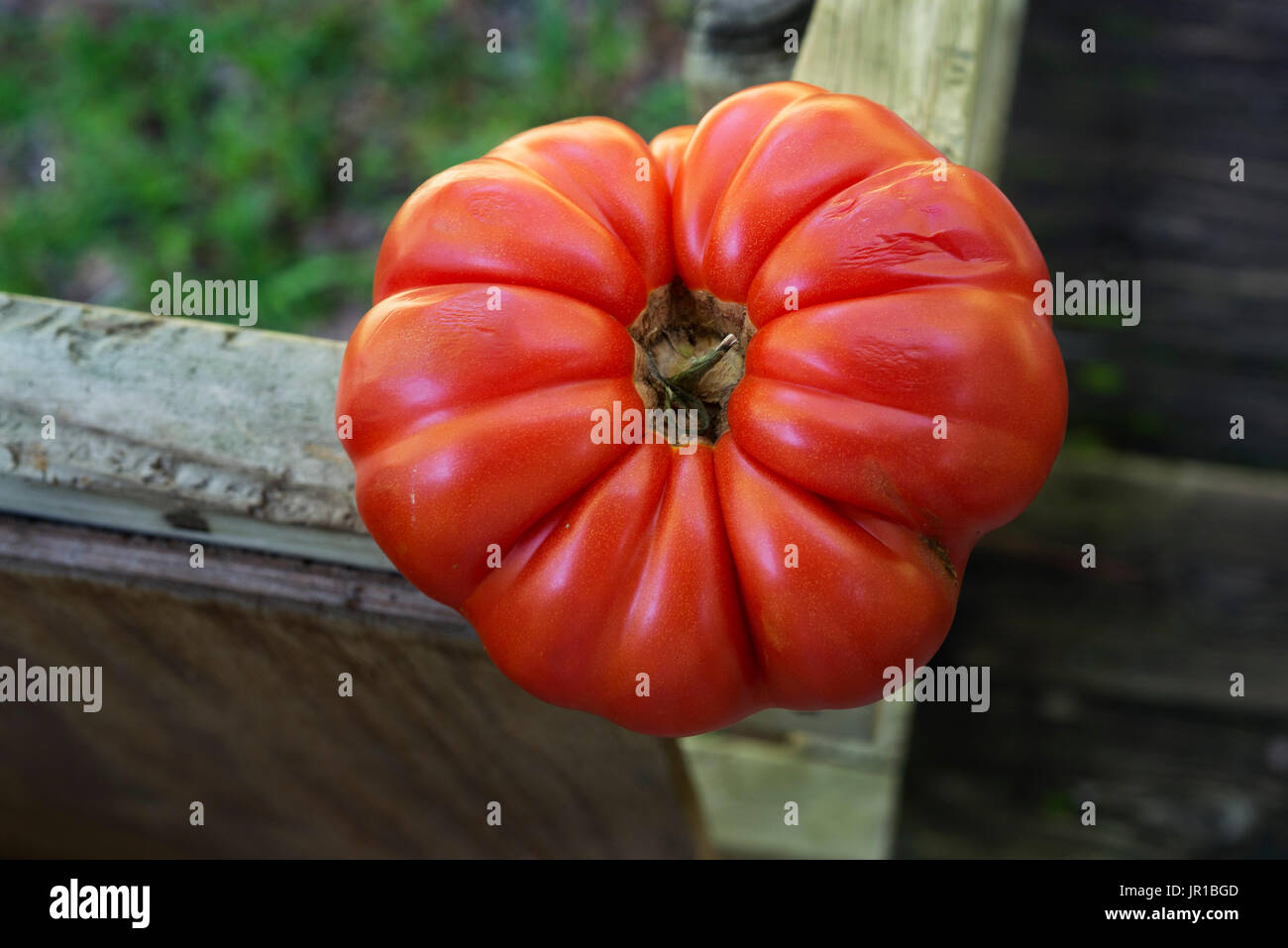 Open pollinated variety hi-res stock photography and images - Alamy