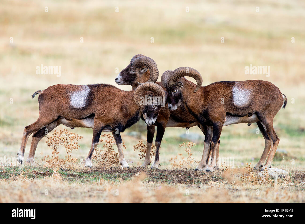 Mouflons (Ovis ammon), three rams sizing up prior to rut, Spain Stock ...