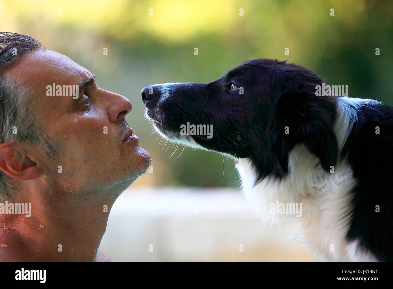 Man facing a one-year Border Collie Stock Photo - Alamy