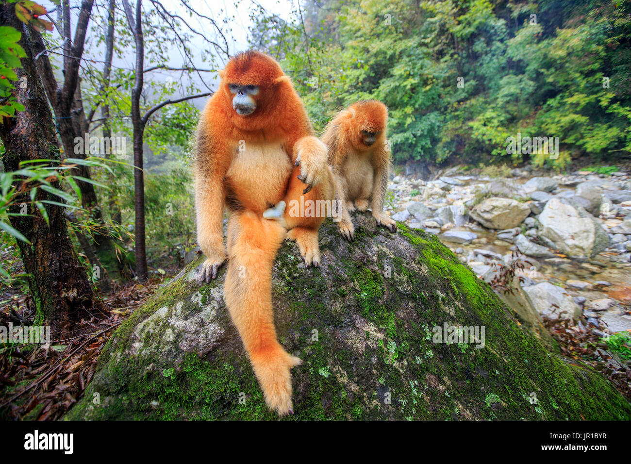 Golden Snub-nosed Monkey (Rhinopithecus roxellana) near by a river ...