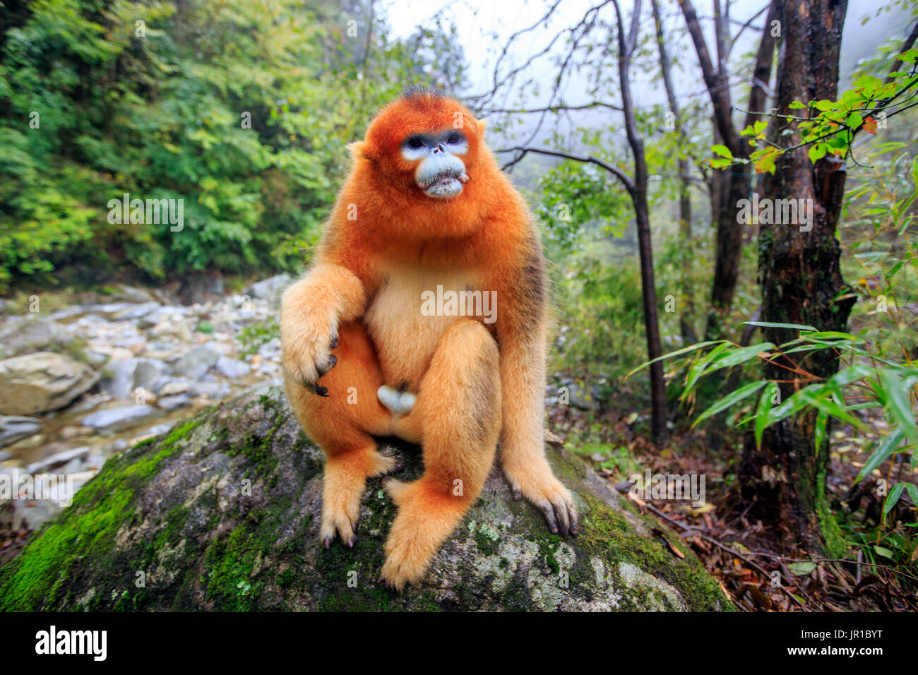 Golden Snub Nosed Monkey Male