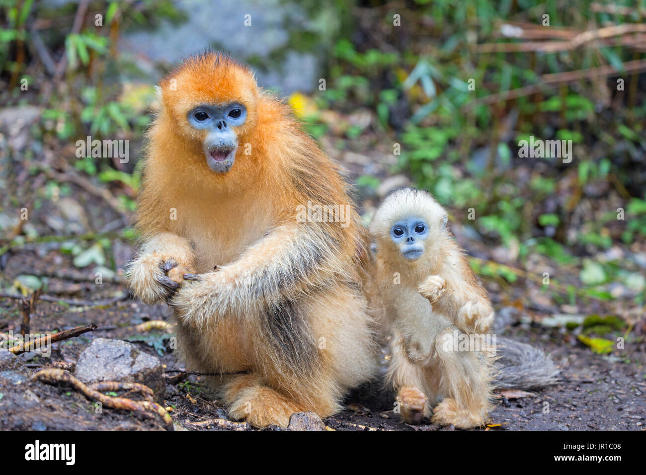 Golden Snub-nosed Monkey (Rhinopithecus roxellana) and young, Qinling ...