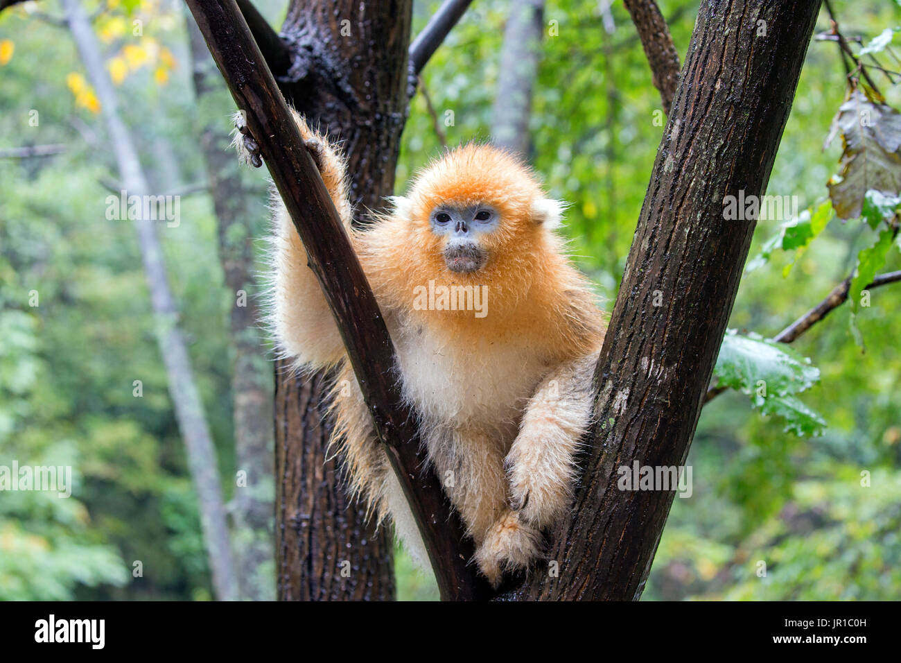 Golden Snub-nosed Monkey (Rhinopithecus roxellana) on a branch, Qinling ...