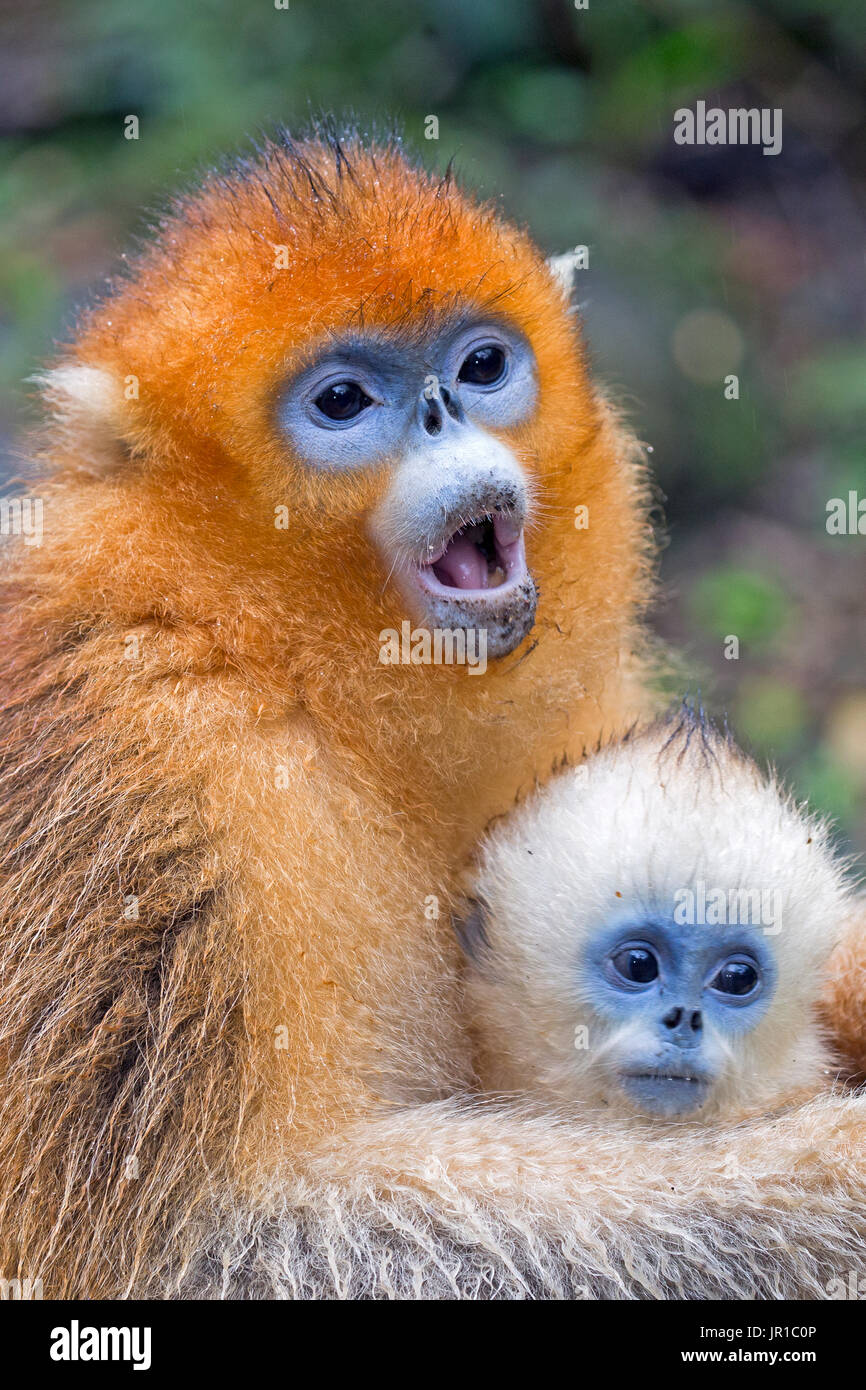 Golden Snub-nosed Monkey (Rhinopithecus roxellana) and young, Qinling ...