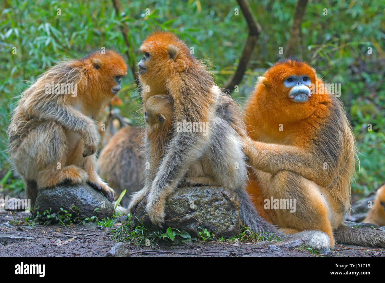 Golden Snub-nosed Monkey (Rhinopithecus roxellana) and young, Qinling ...