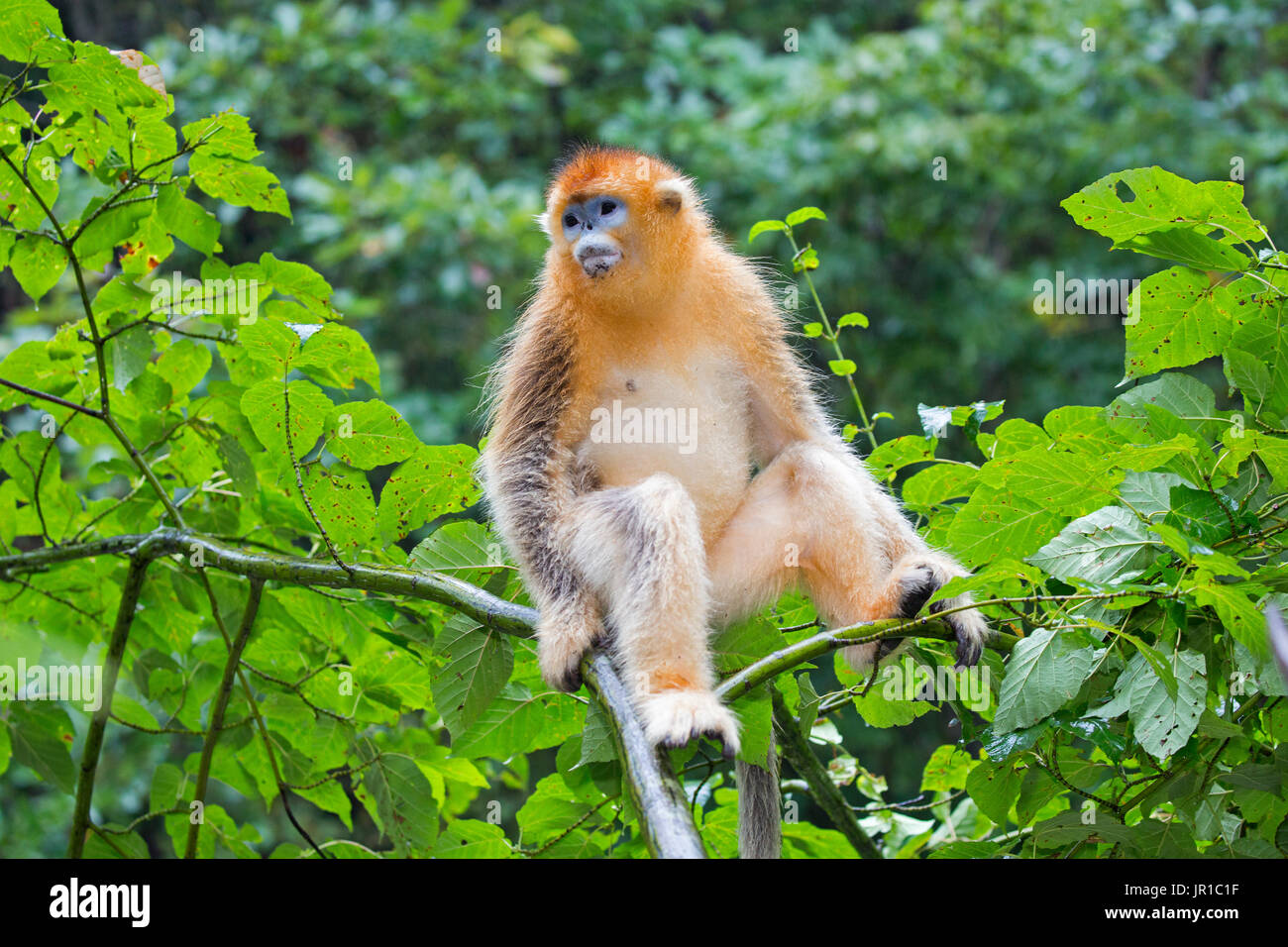 Golden Snub-nosed Monkey (Rhinopithecus roxellana) on a branch, Qinling ...
