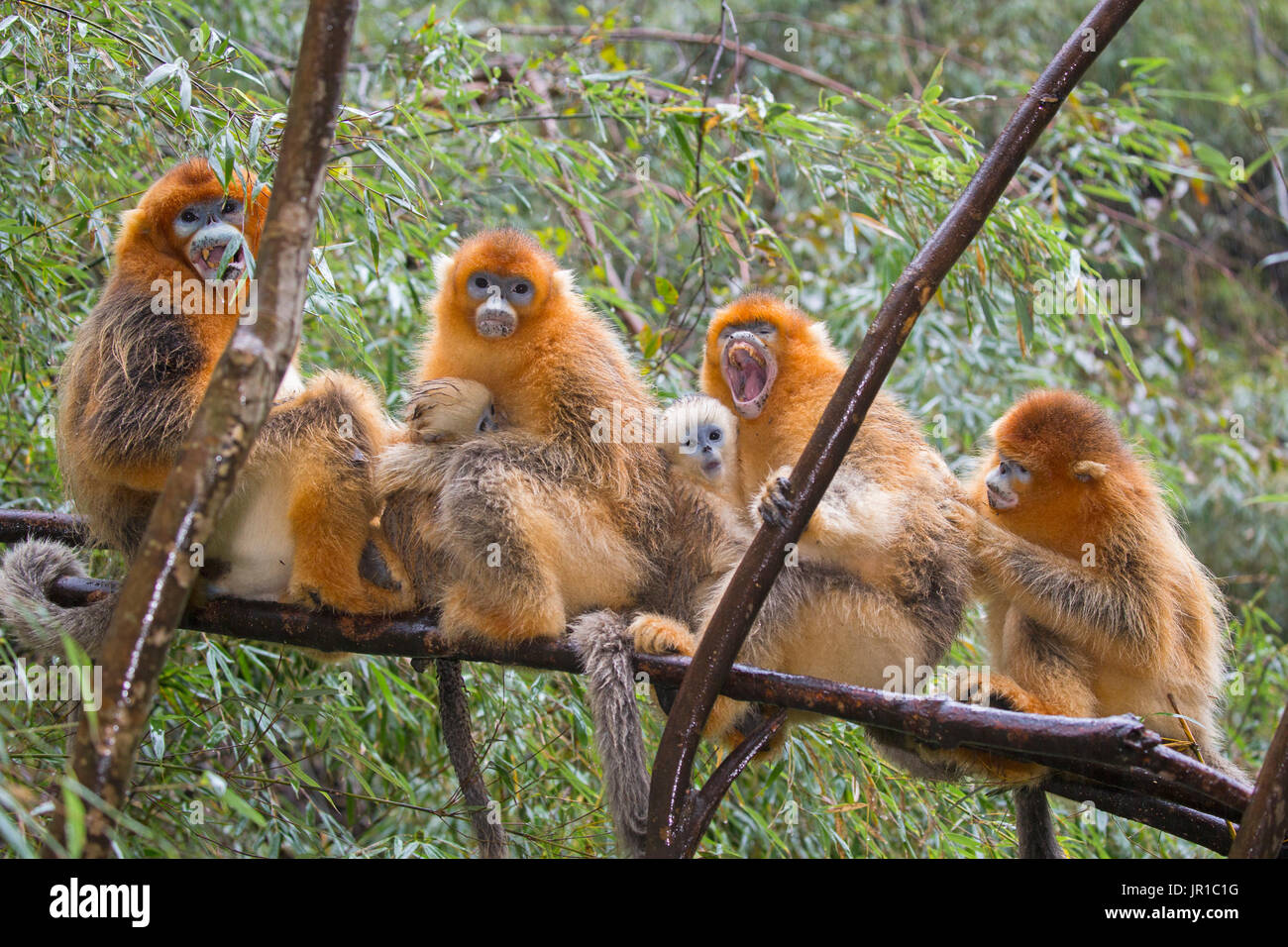Golden Snub-nosed Monkey (Rhinopithecus roxellana) group on a branch ...