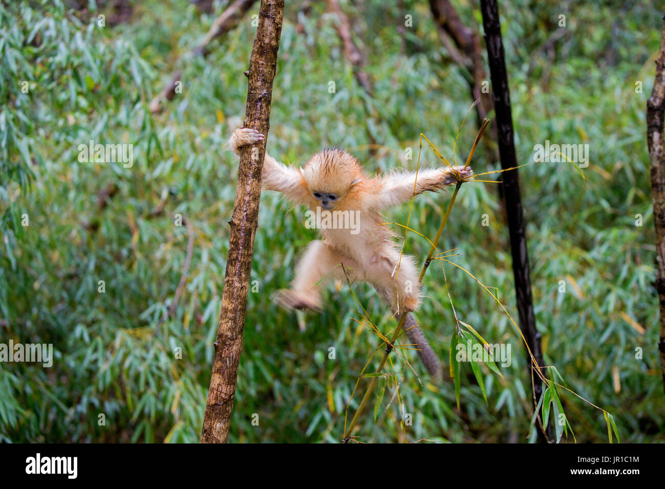 Golden Snub-nosed Monkey (Rhinopithecus roxellana) young jumping ...