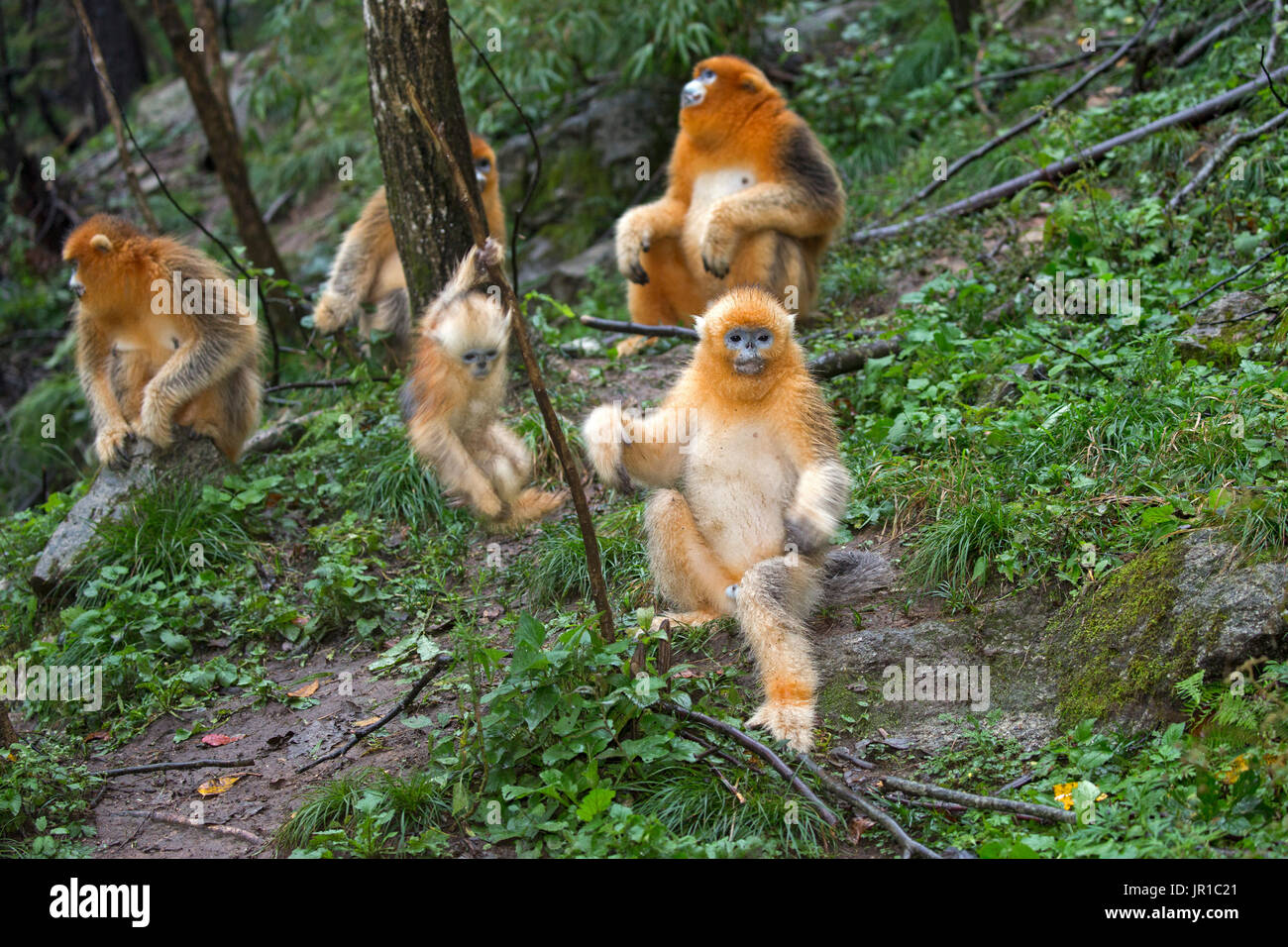 Golden Snub-nosed Monkey (Rhinopithecus roxellana), group, Qinling ...