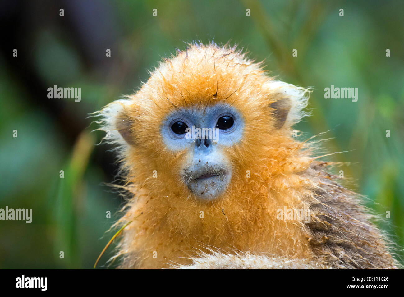 Golden snub nosed monkey baby hi-res stock photography and images - Alamy